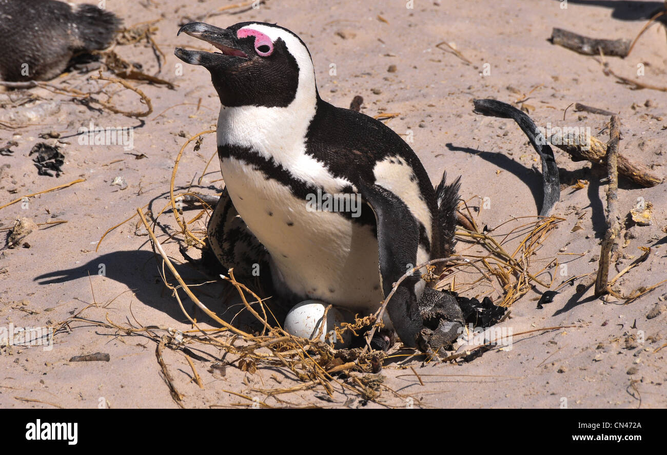 Pingouin sur la plage Banque de photographies et d’images à haute ...