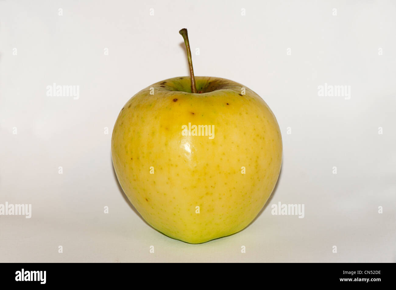 Signe Tillisch, un cultivar de pomme très aromatique Photo Stock - Alamy