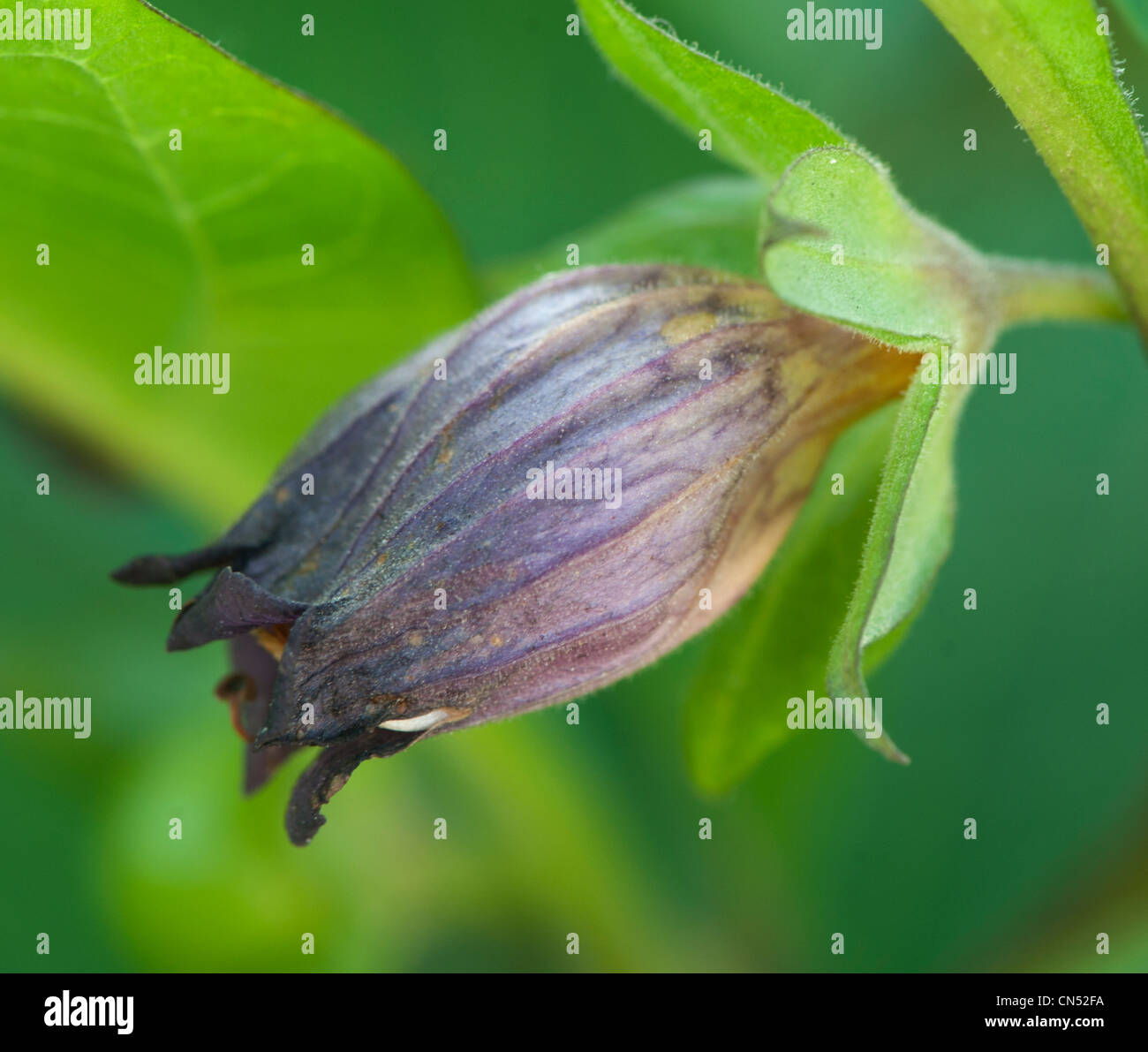 Fleurs de belladone Banque de photographies et d’images à haute ...