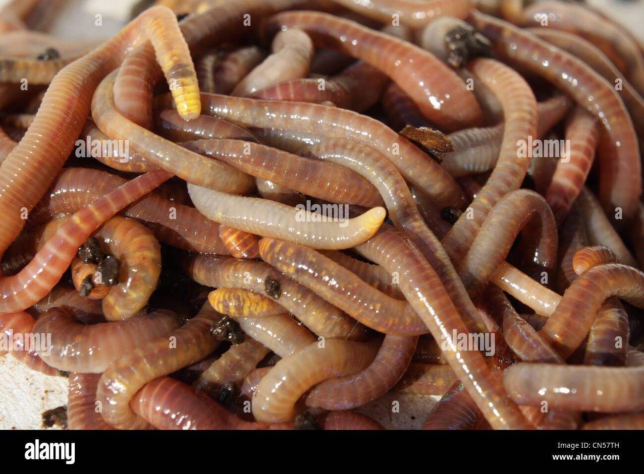 Ver de terre rouge Banque de photographies et d’images à haute ...