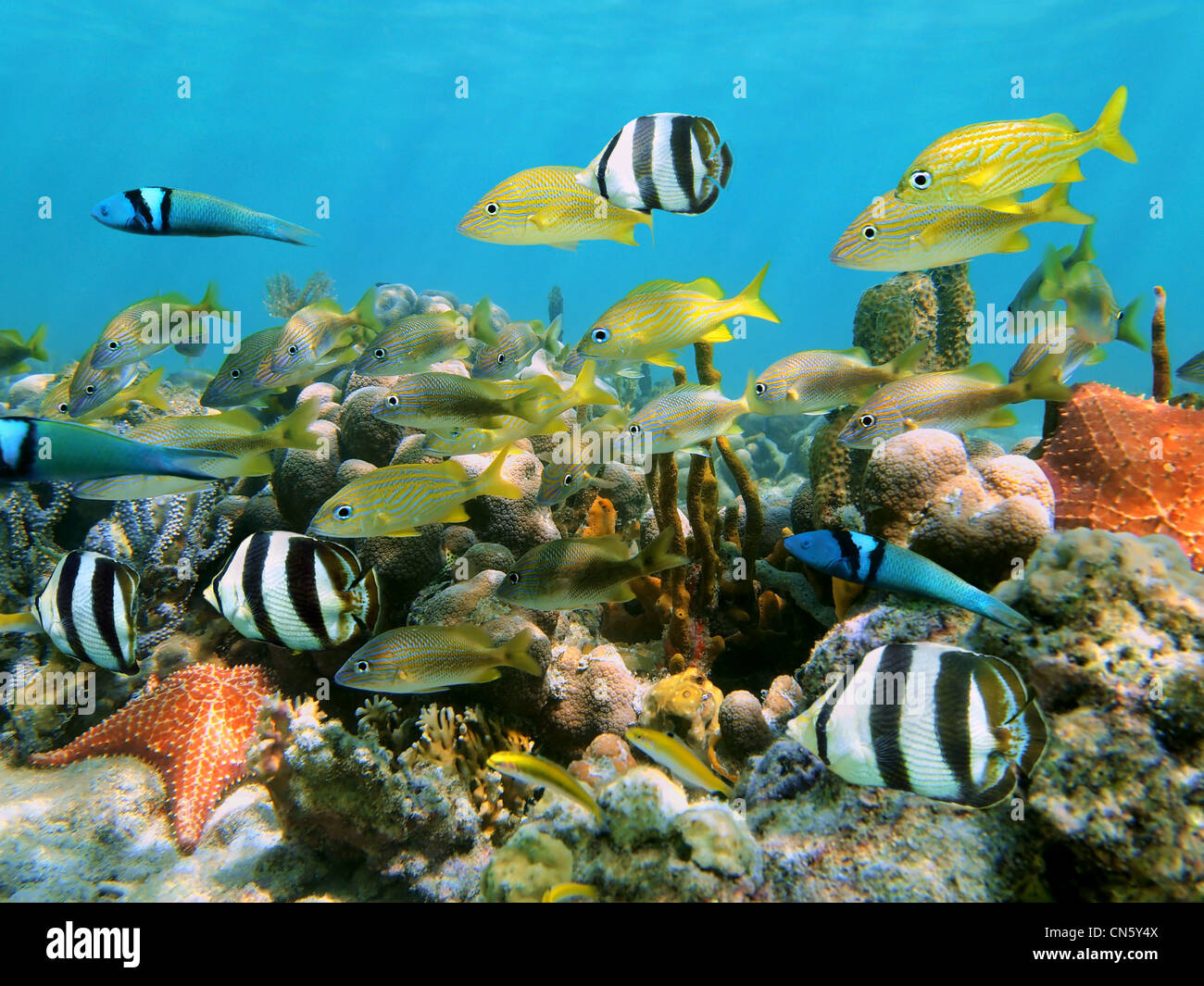 Poisson des caraïbes Banque de photographies et d’images à haute ...