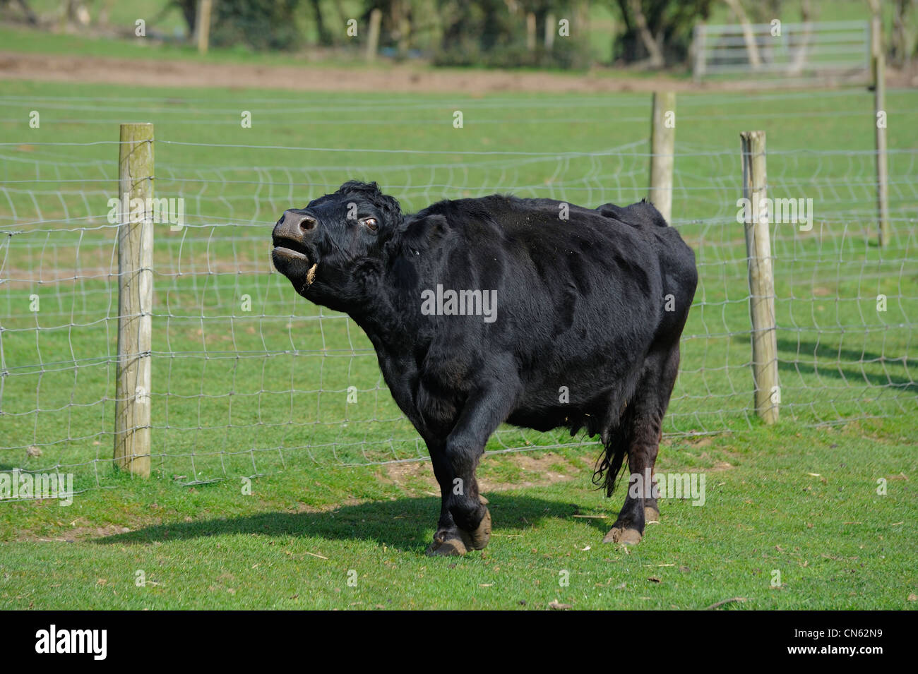 Vache mugissant Banque de photographies et d’images à haute résolution ...