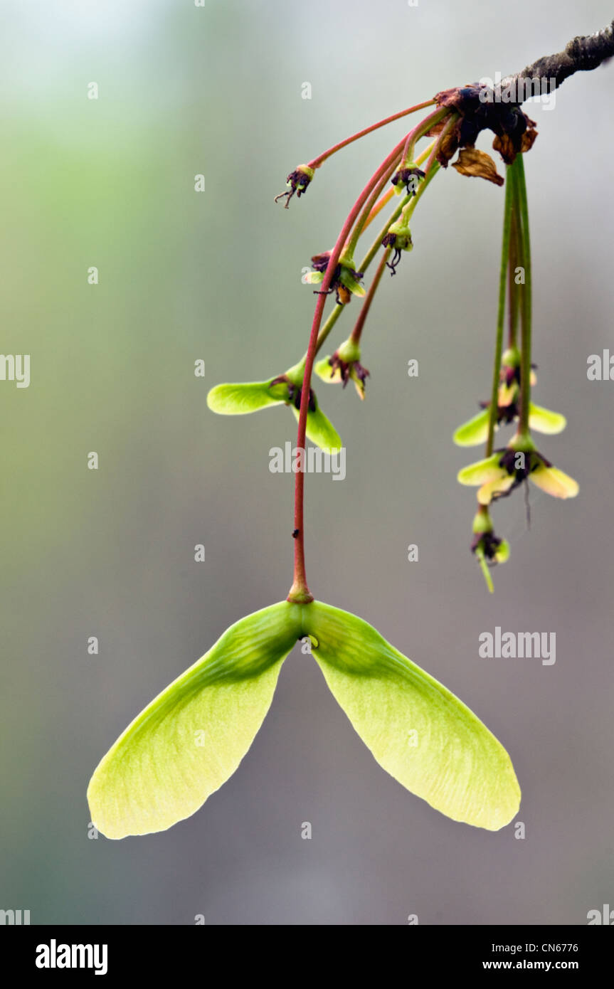 érable rouge Banque de photographies et d’images à haute résolution - Alamy