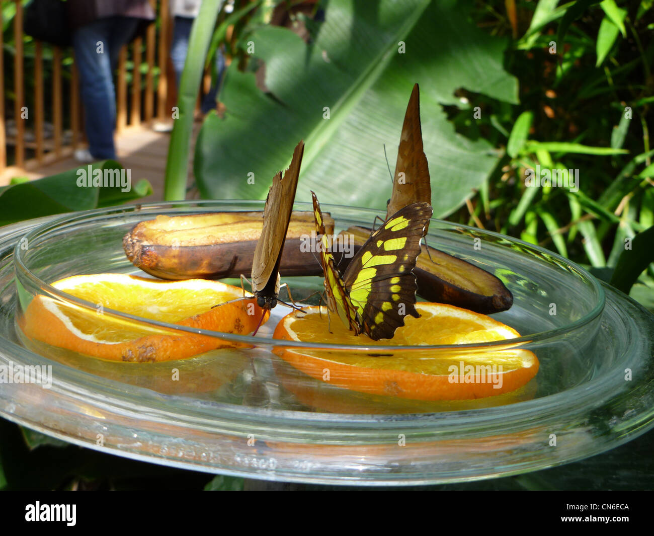 Papillons se nourrissant de fruits Banque de photographies et d’images ...
