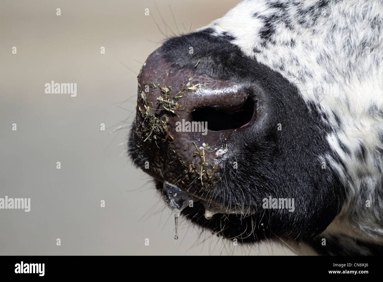 Nez d'une vache. Bergen County Zoo, Paramus, New Jersey, USA Photo ...