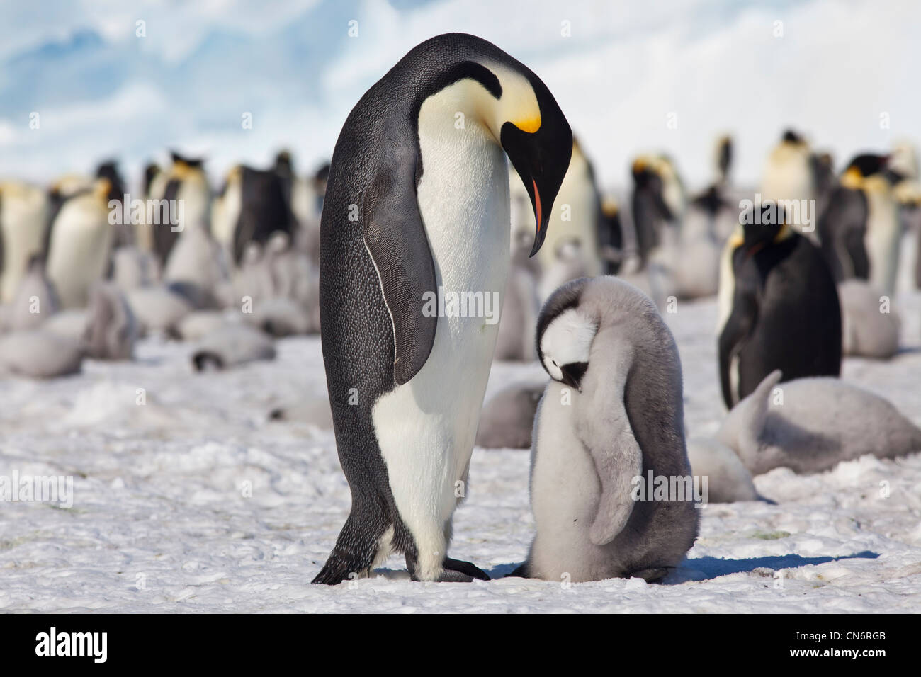Antarctique un manchot empereur Banque de photographies et d’images à ...