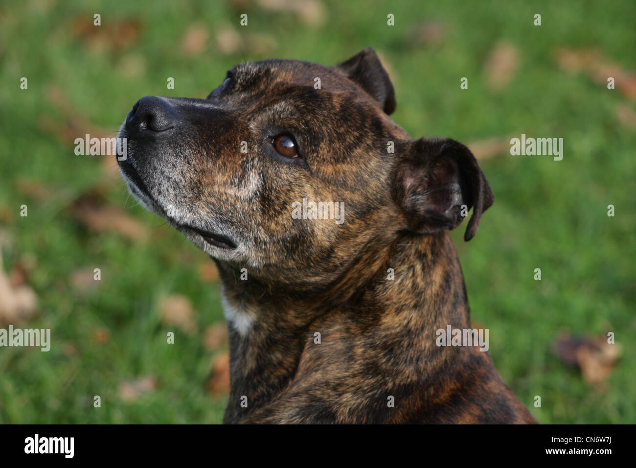 Bringé staffordshire terrier Banque de photographies et d’images à ...