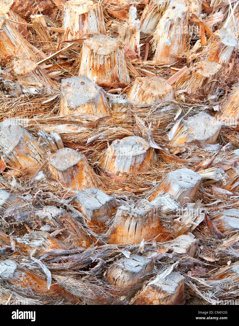 Phoenix canariensis Banque de photographies et d’images à haute ...