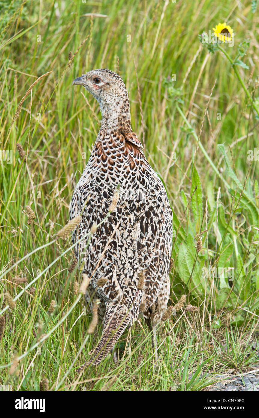 Faisan femelle adulte Banque de photographies et d’images à haute ...