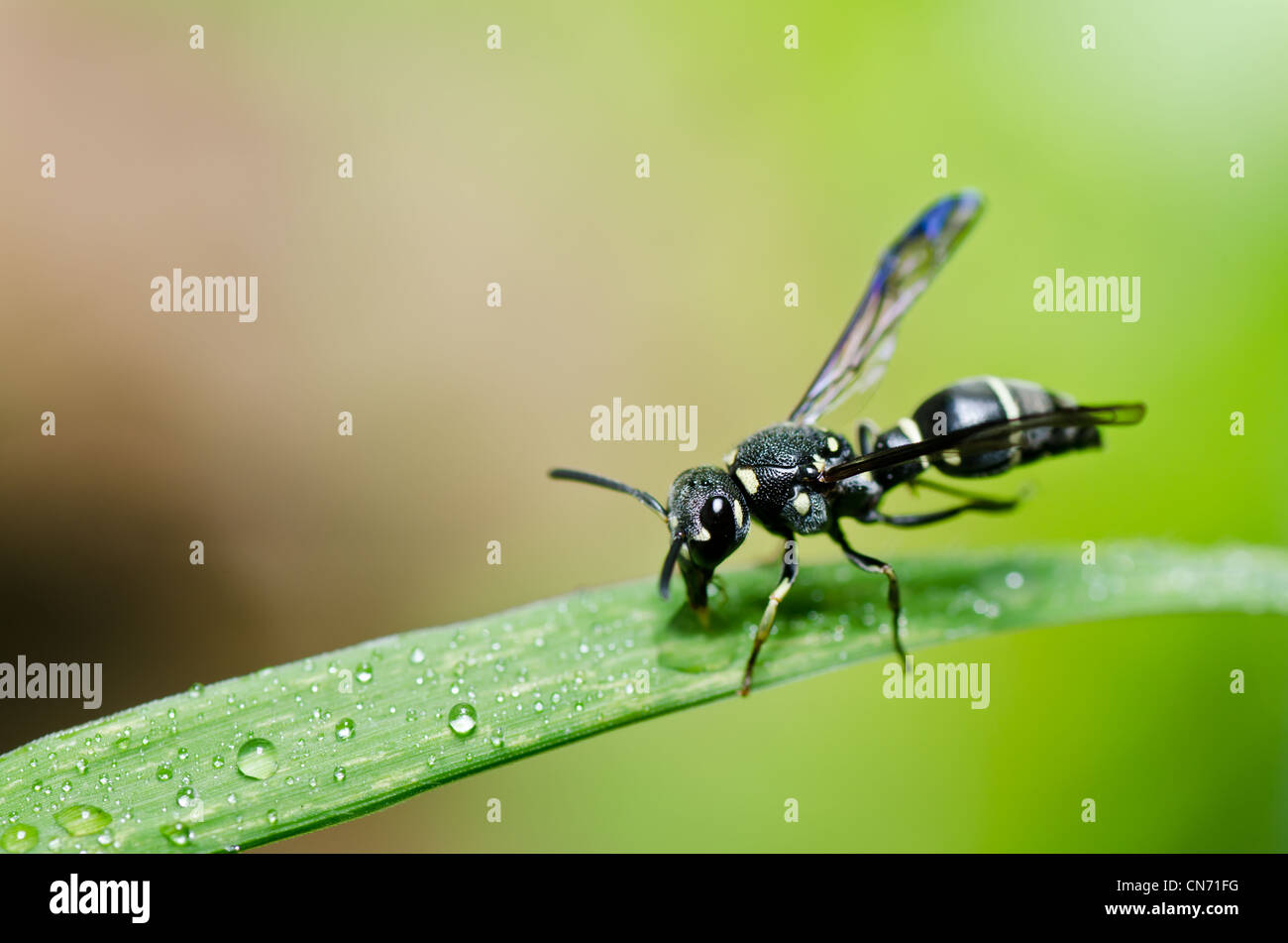 Guêpe noire Banque de photographies et d’images à haute résolution - Alamy