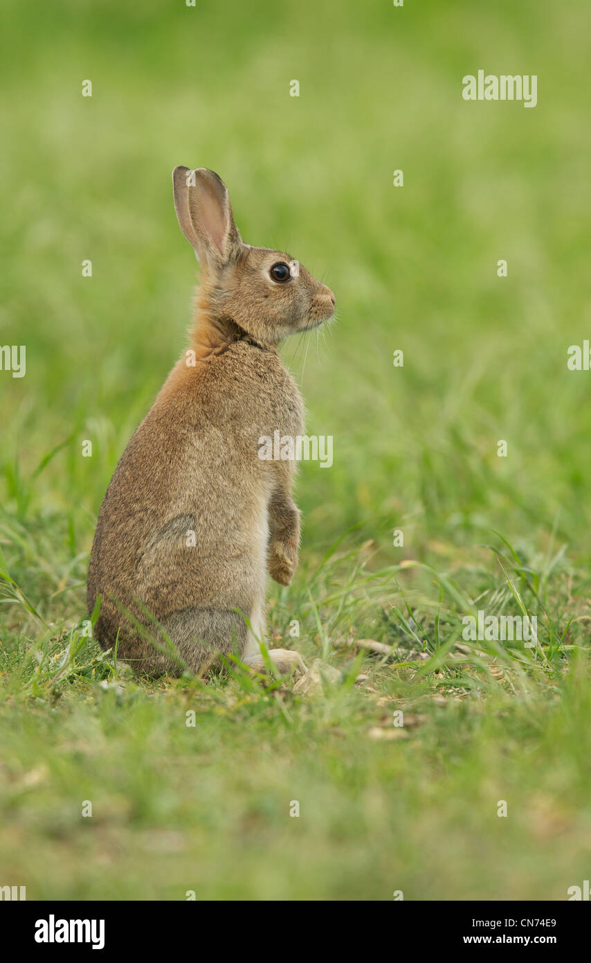 Rabbit prey Banque de photographies et d’images à haute résolution - Alamy