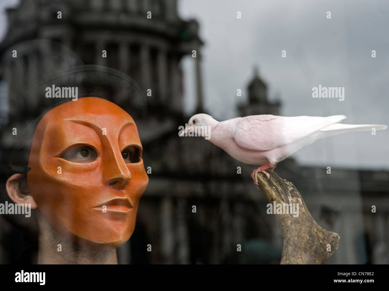 Masked dove Banque de photographies et d’images à haute résolution - Alamy