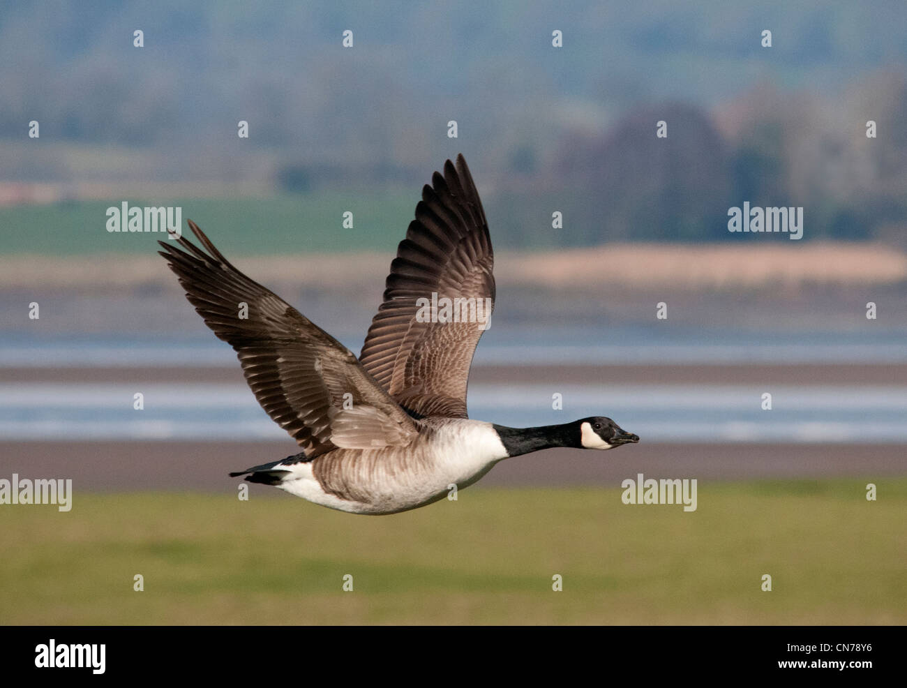 Bernache du canada en vol Banque de photographies et d’images à haute ...