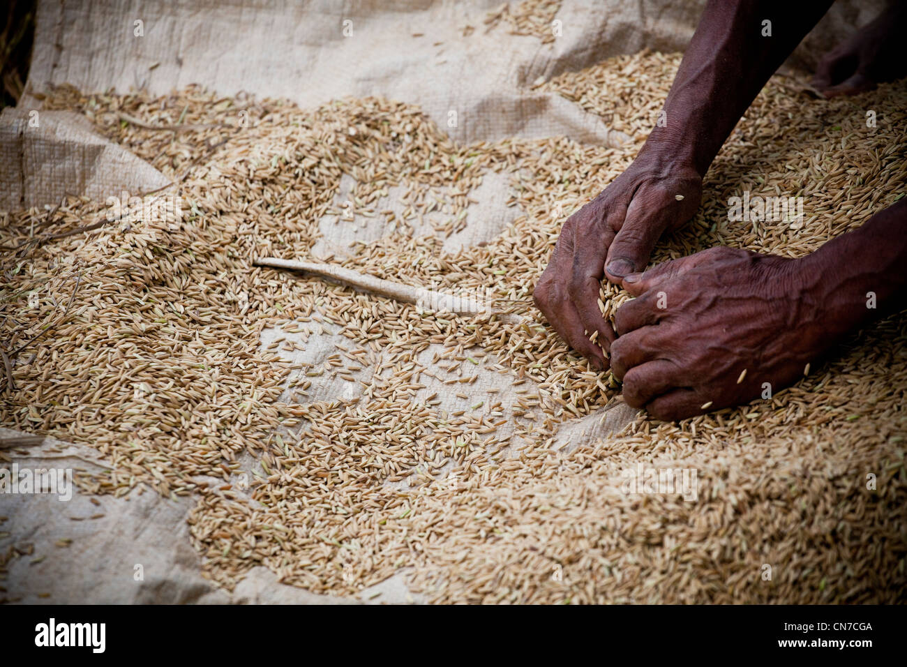 Golden Pearl Rice et farmer séparant les grains de riz de la tige et l ...