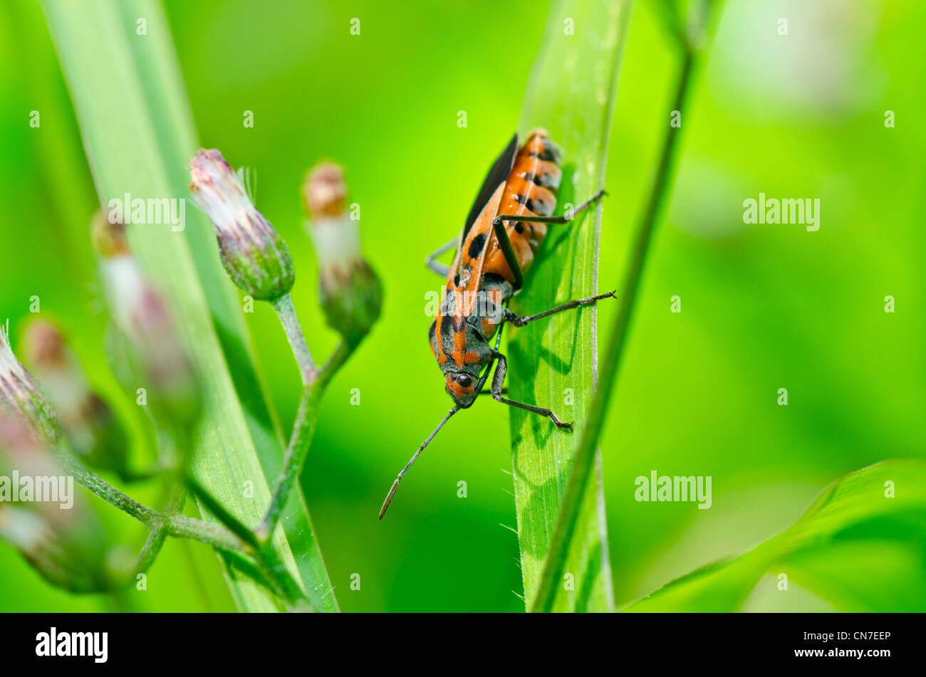 Antenne Insecte Volant Banque d'image et photos - Alamy