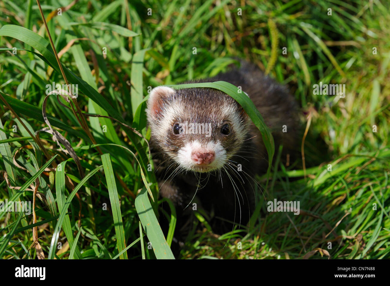 Furet domestique Banque de photographies et d’images à haute résolution ...