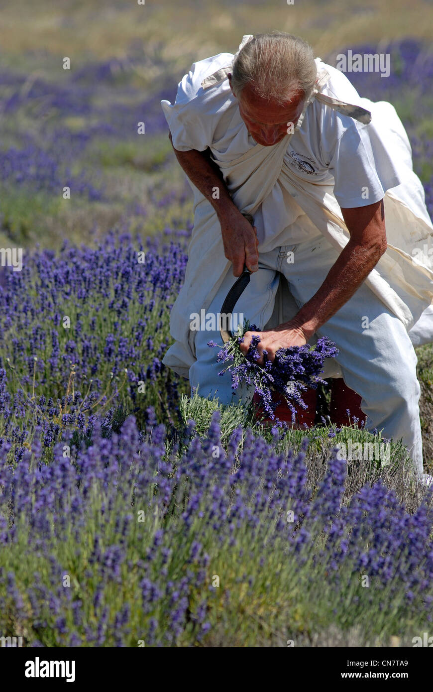 La France, Vaucluse, Plateau de Sault, champ, cueillette à la main de ...