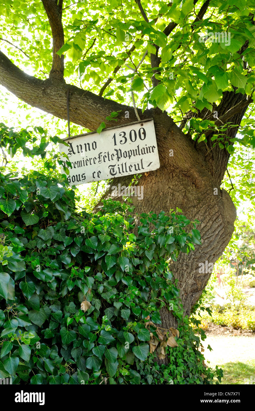 Vieux Tilleul Arbre France Banque De Photographies Et Dimages à Haute