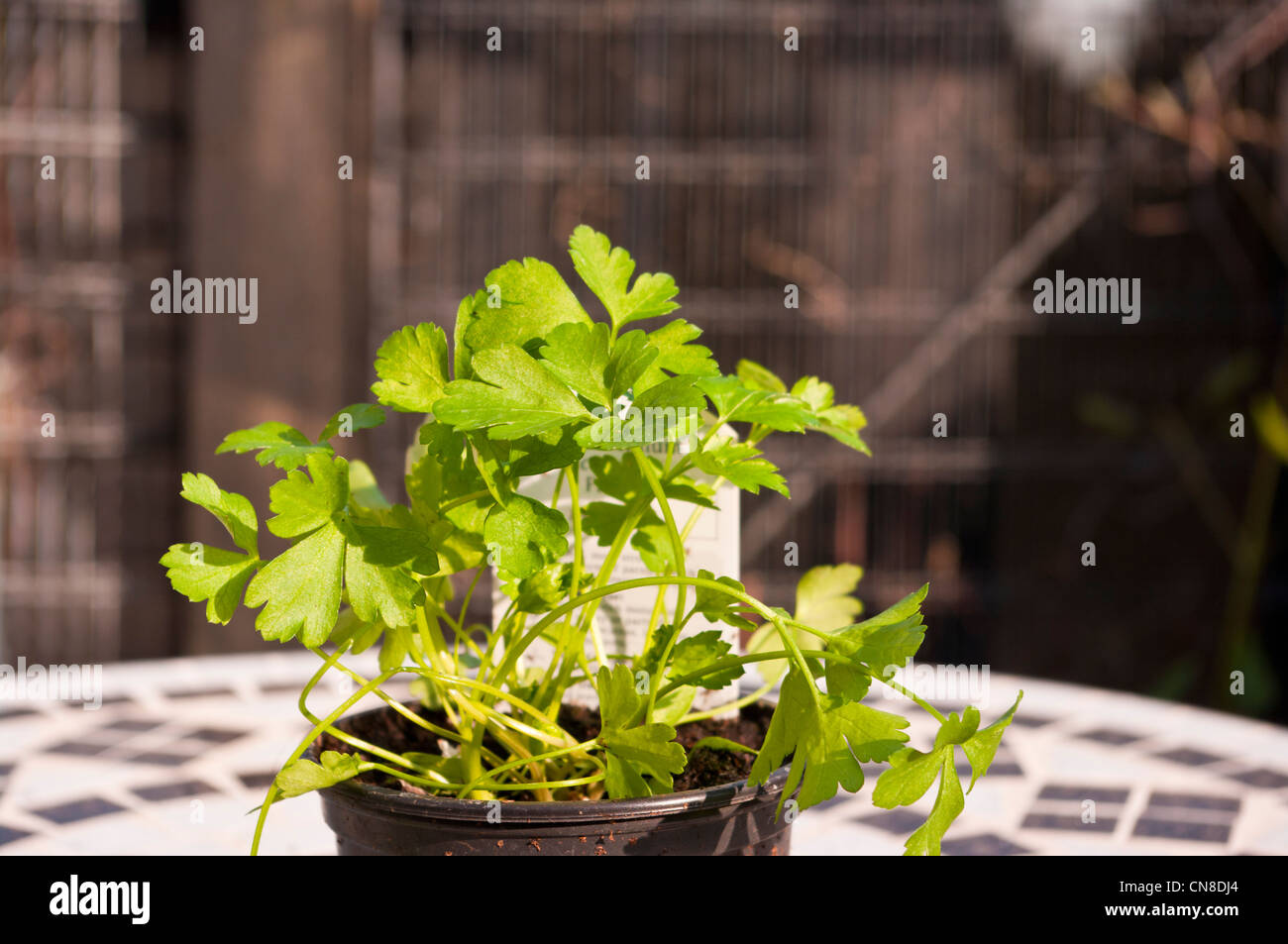 Plante en pot de persil Banque de photographies et d’images à haute ...