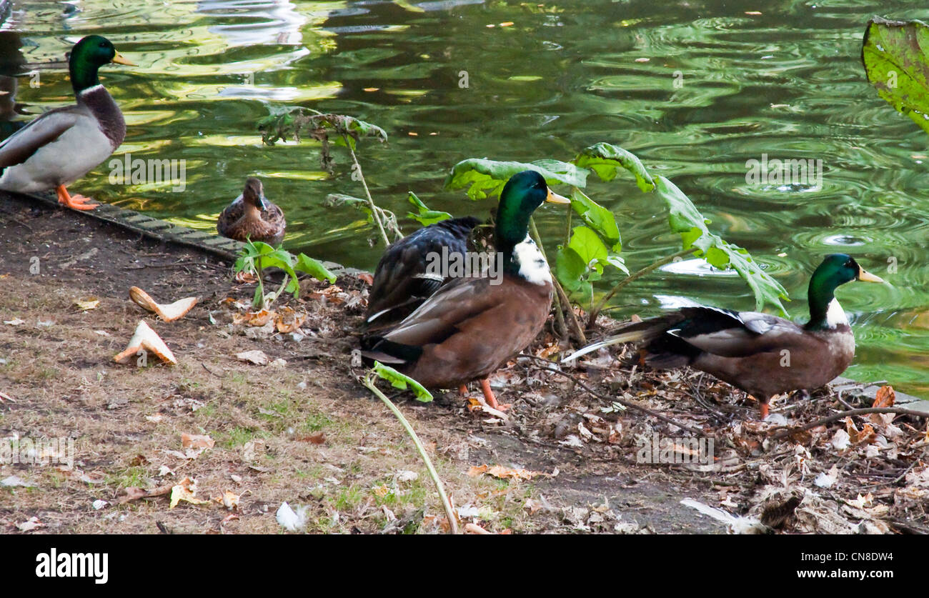 Canards en belgique Banque de photographies et d’images à haute ...