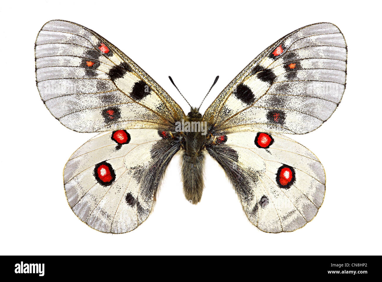 Phoebus apollo Banque de photographies et d’images à haute résolution ...