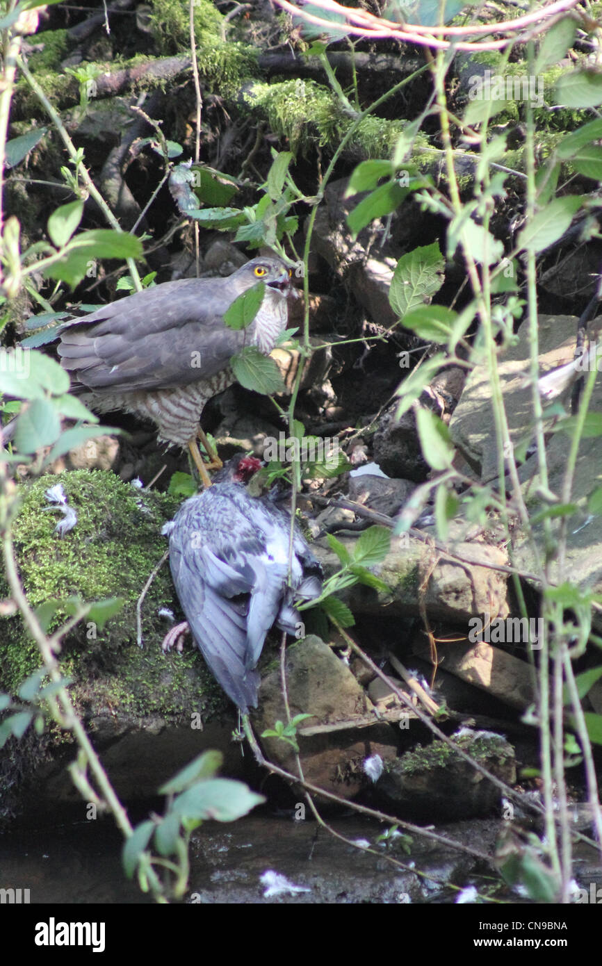 Le faucon pigeon Banque de photographies et d’images à haute résolution ...