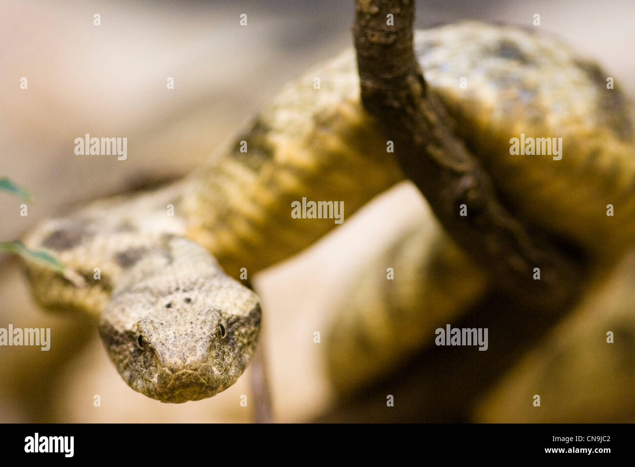 Macrovipera lebetina vipère du Levant - - serpent venimeux Photo Stock ...