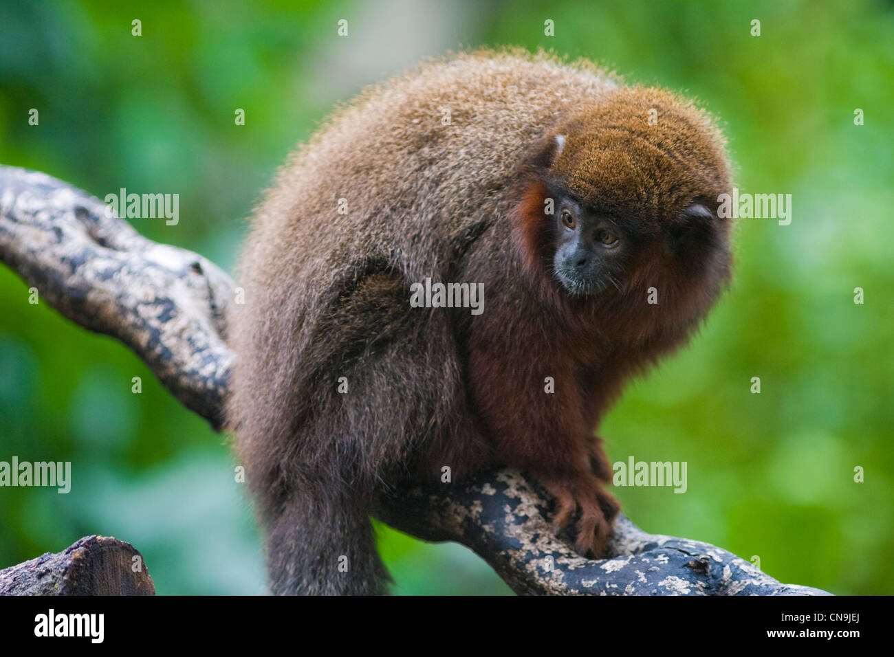 Titi monkey Banque de photographies et d’images à haute résolution - Alamy