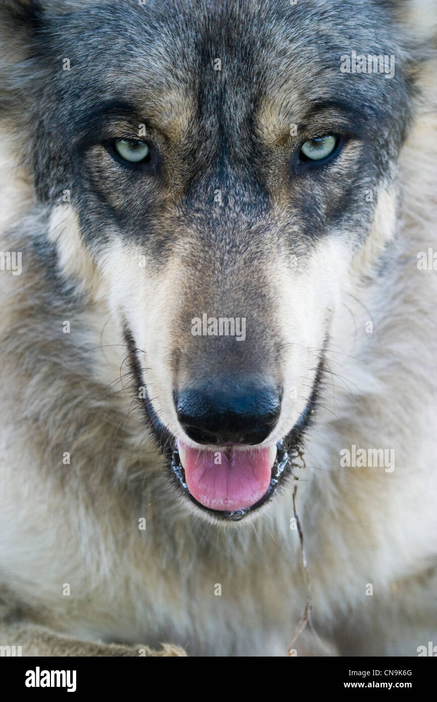 Visage d'un Loup gris - Canis lupus, à l'état sauvage, Close up Photo ...