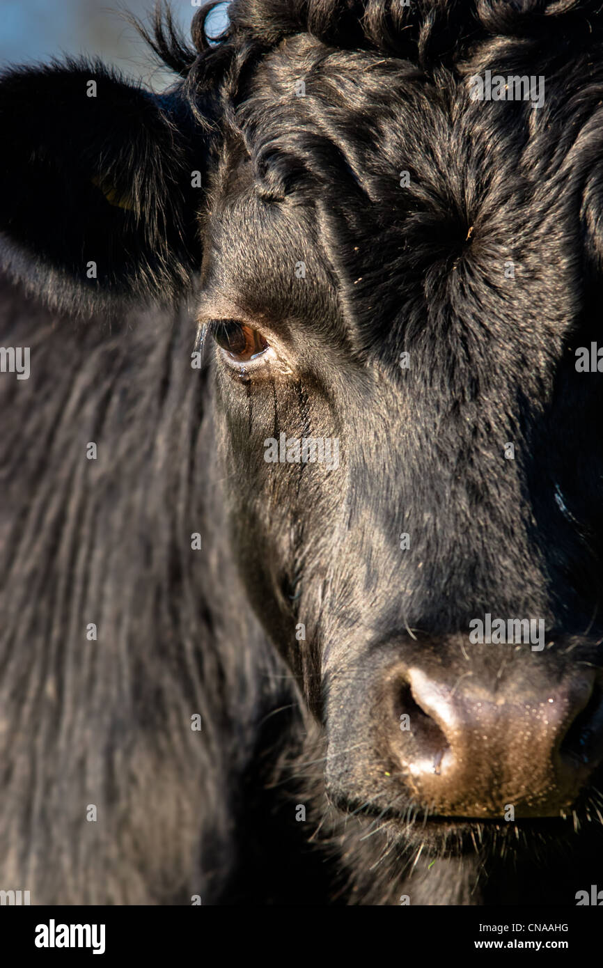 Potrait d'une vache Banque de photographies et d’images à haute ...