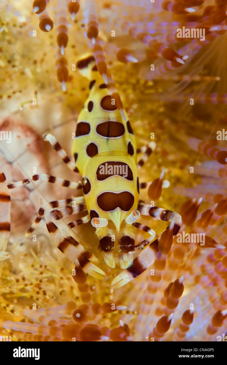 Crevettes de feu Banque de photographies et d’images à haute résolution ...