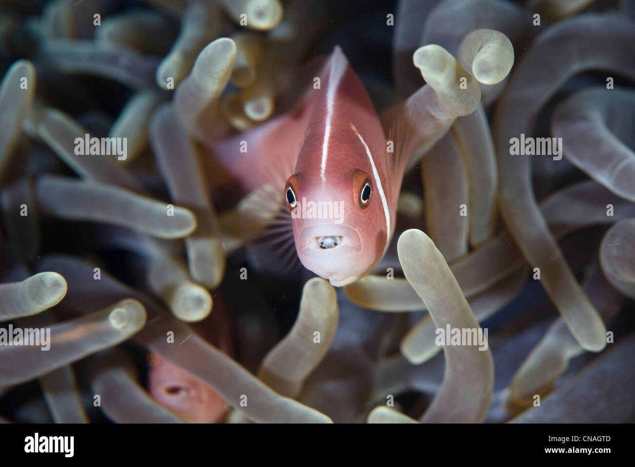Un poisson clown Amphiprion, Rose, perideriaon a un crustacé parasite ...