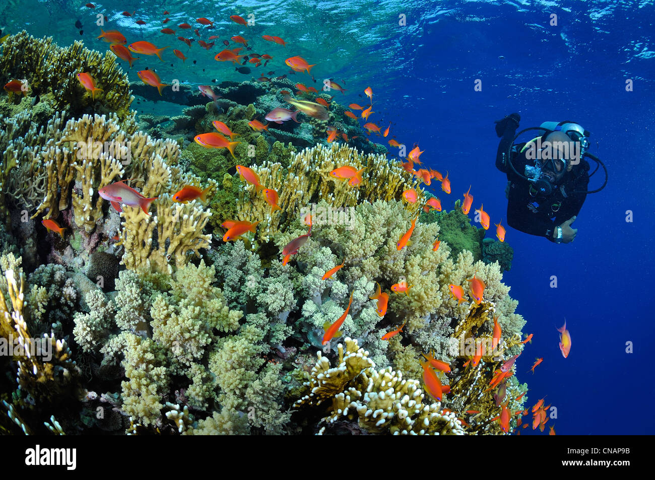 Un plongeur Banque de photographies et d’images à haute résolution - Alamy