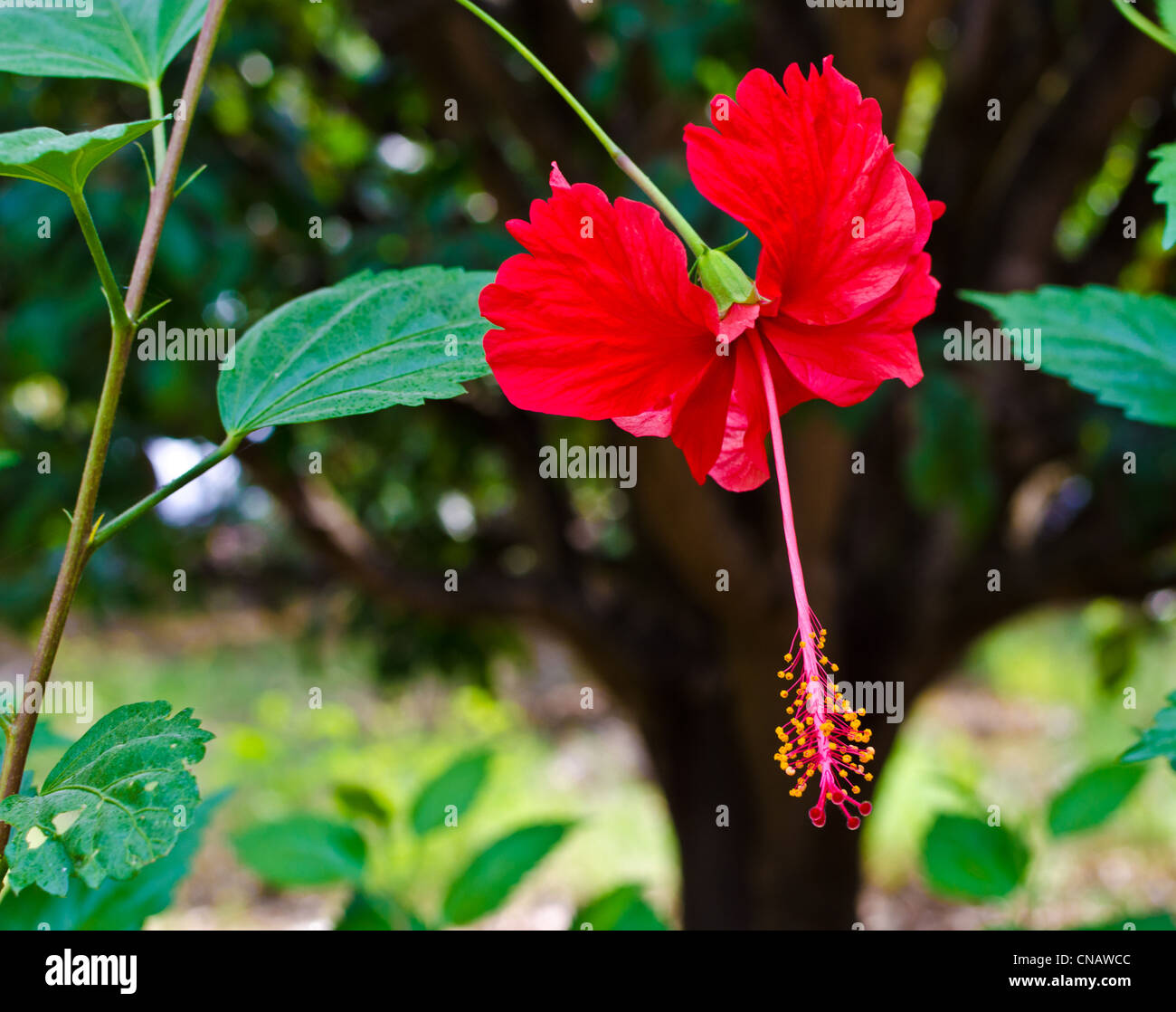 China rose flower Banque de photographies et d images a haute resolution Alamy