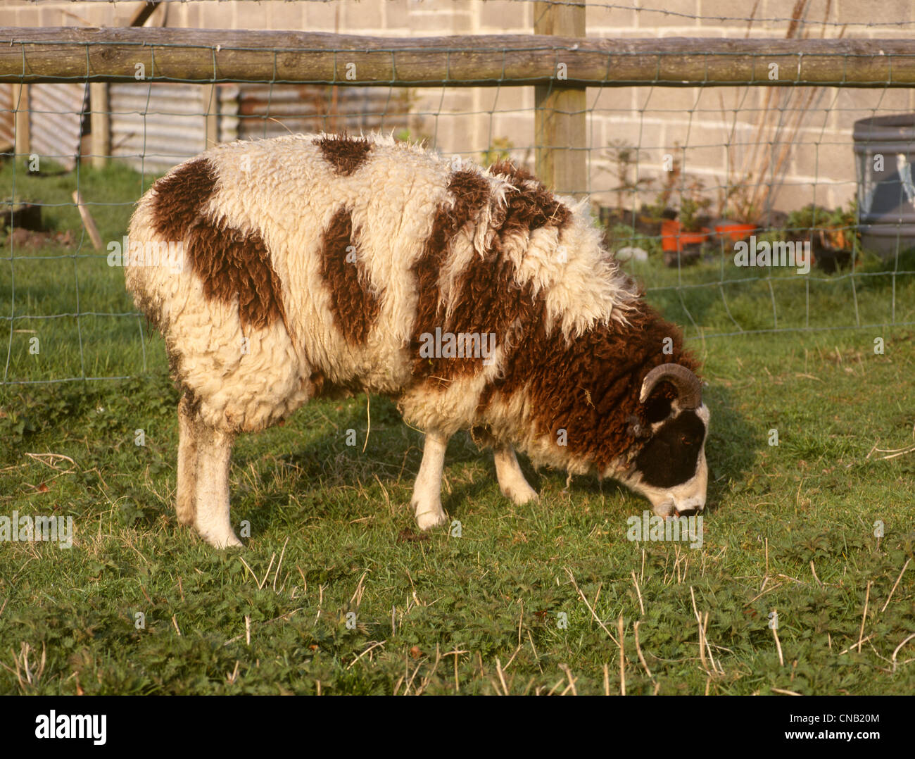 Jacobs sheep and lambs Banque de photographies et d’images à haute ...