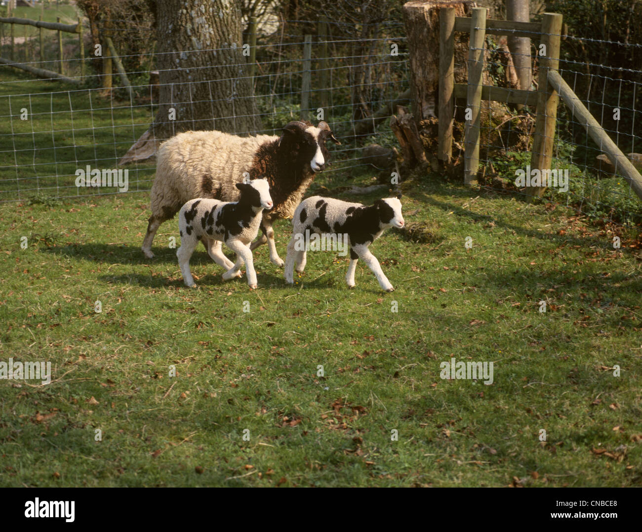 Jacobs sheep and lambs Banque de photographies et d’images à haute ...
