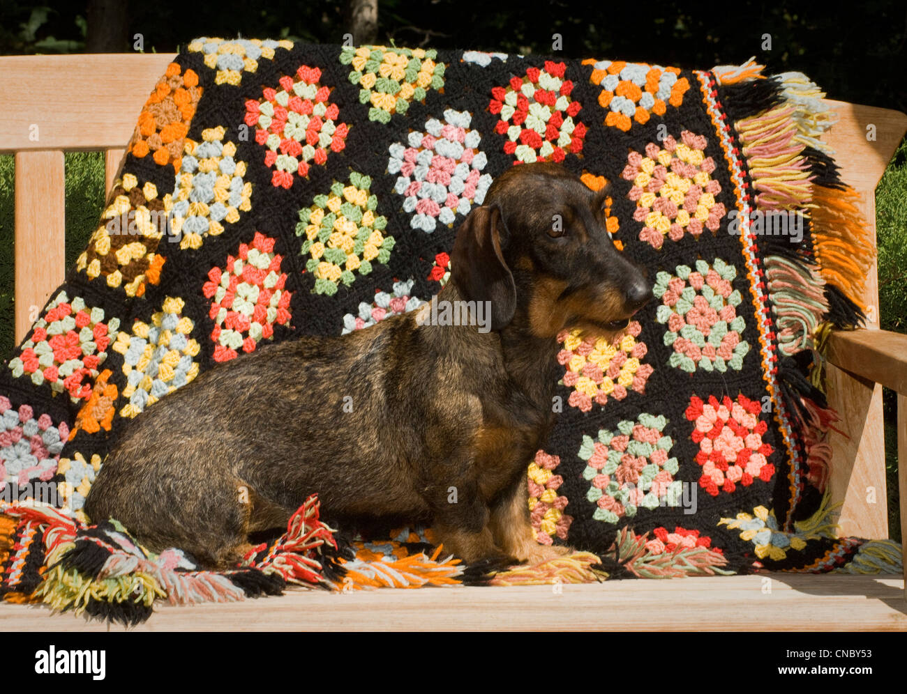 Teckel assis Banque de photographies et d’images à haute résolution - Alamy