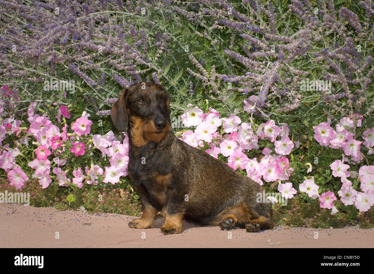 Teckel assis Banque de photographies et d’images à haute résolution - Alamy
