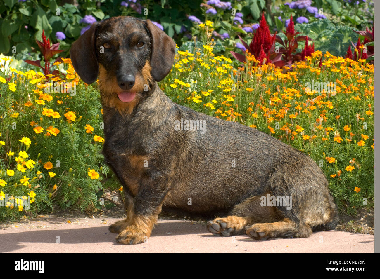 Teckel assis Banque de photographies et d’images à haute résolution - Alamy