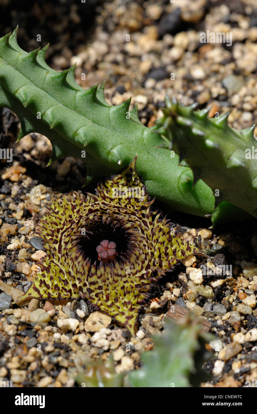 Plant huernia Banque de photographies et d’images à haute résolution ...
