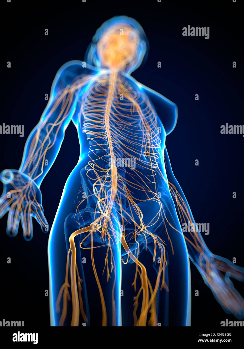 Dessin du cerveau et de la moelle épinière du système nerveux Banque de ...