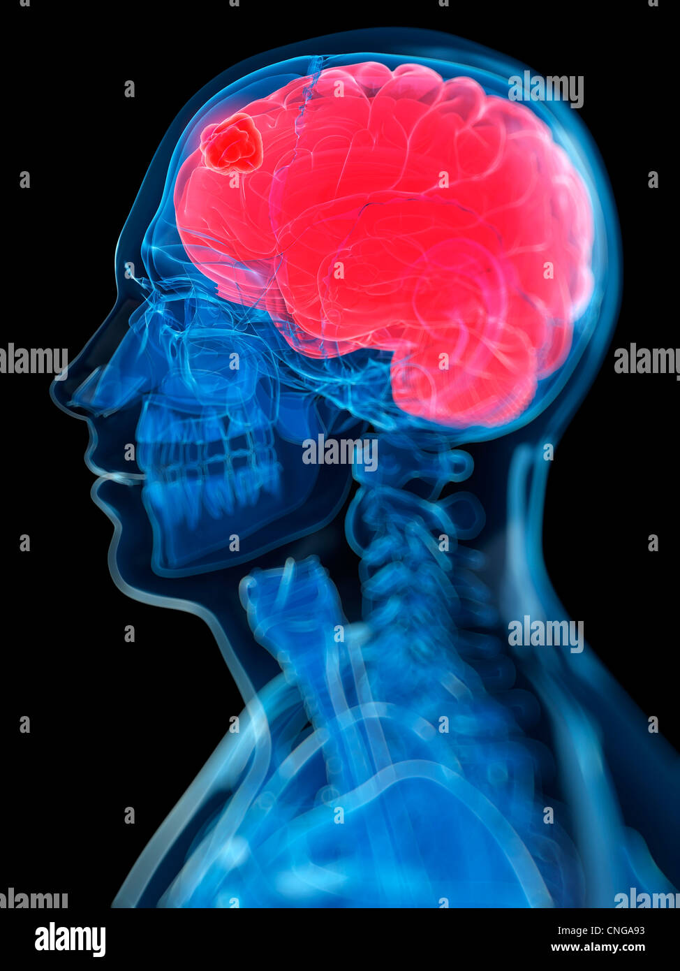 Illustrations de l'anatomie de la tête Photo Stock - Alamy