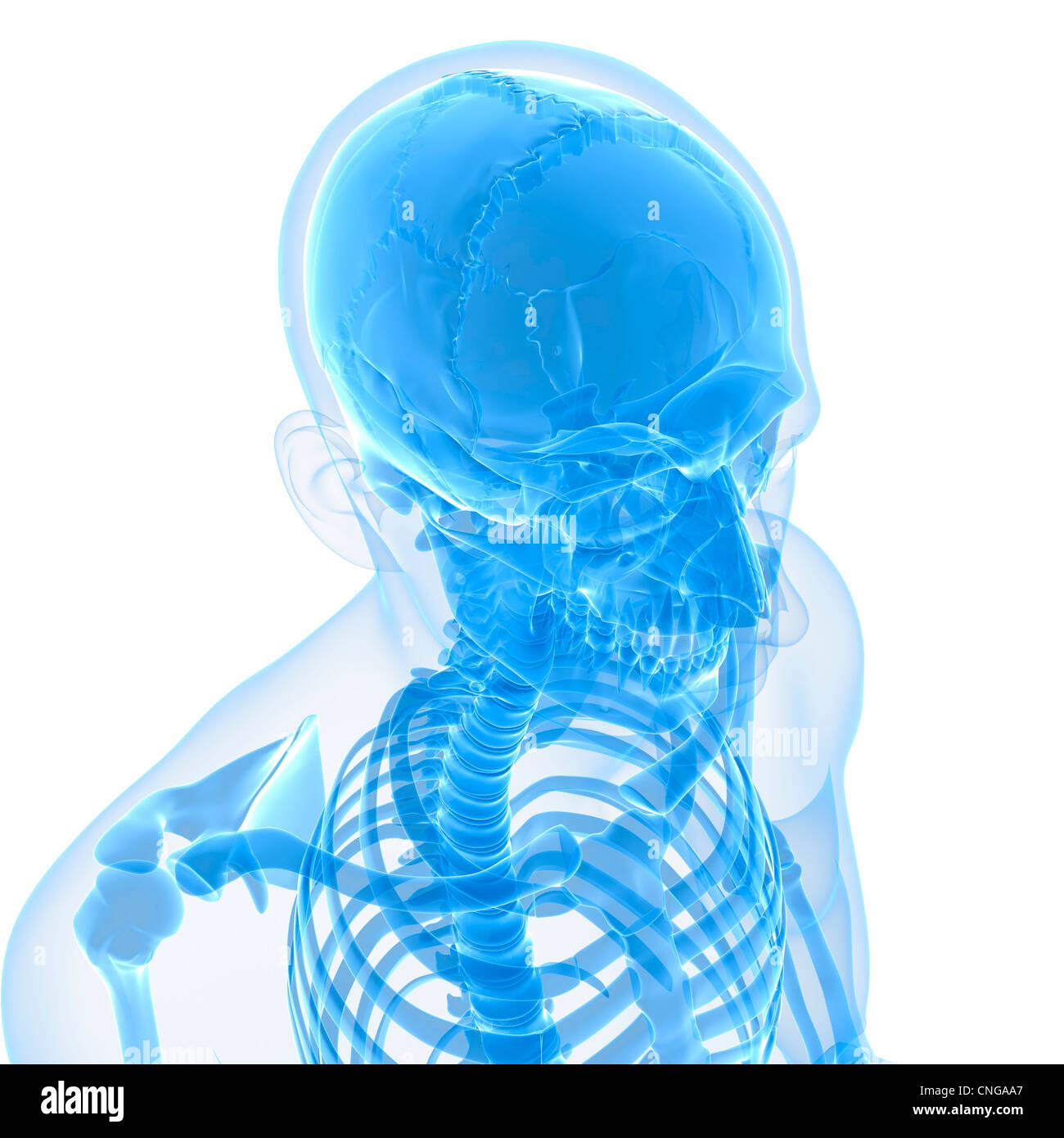 Illustrations de l'anatomie de la tête Photo Stock - Alamy