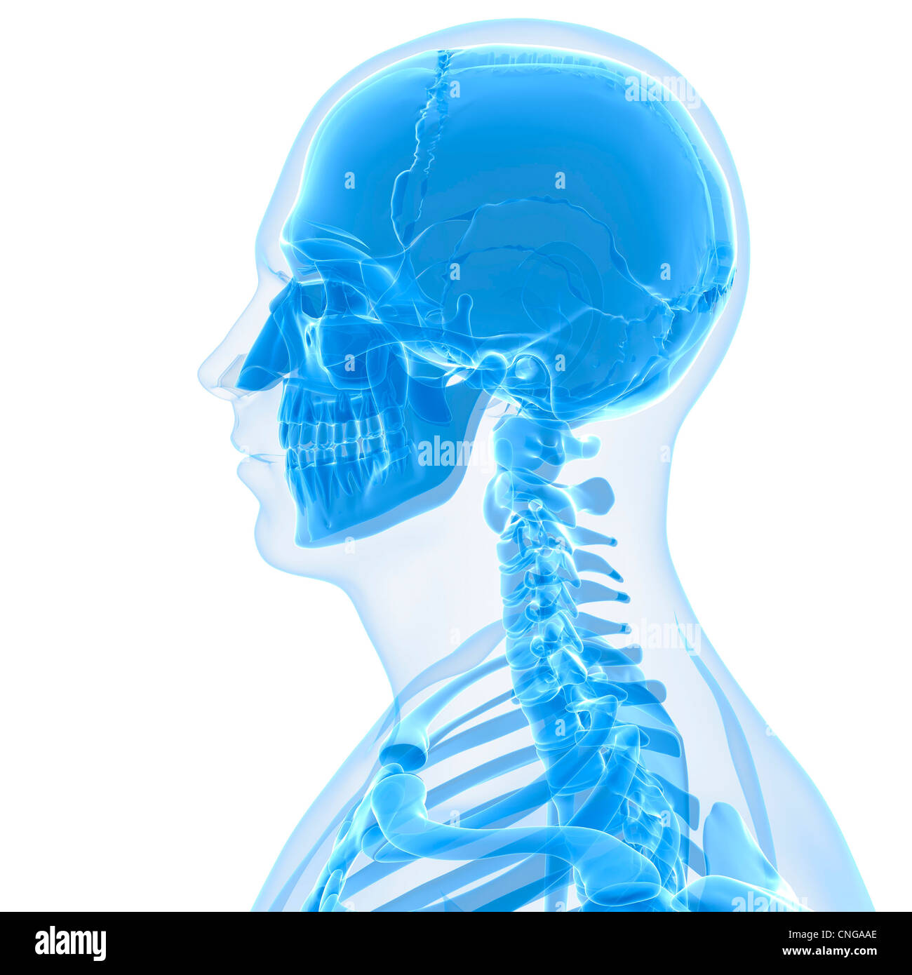 Illustrations de l'anatomie de la tête Photo Stock - Alamy