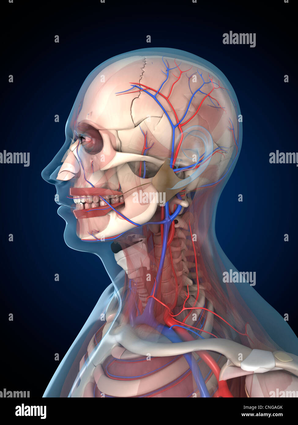 Illustrations de l'anatomie de la tête Photo Stock - Alamy