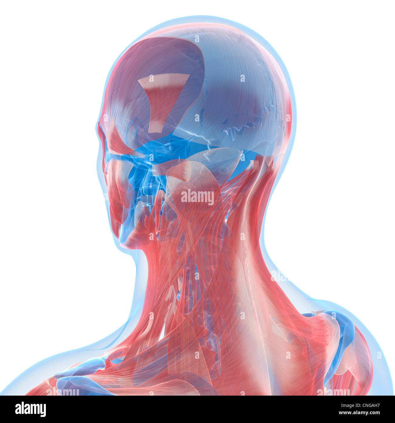 Illustrations de l'anatomie de la tête Photo Stock - Alamy