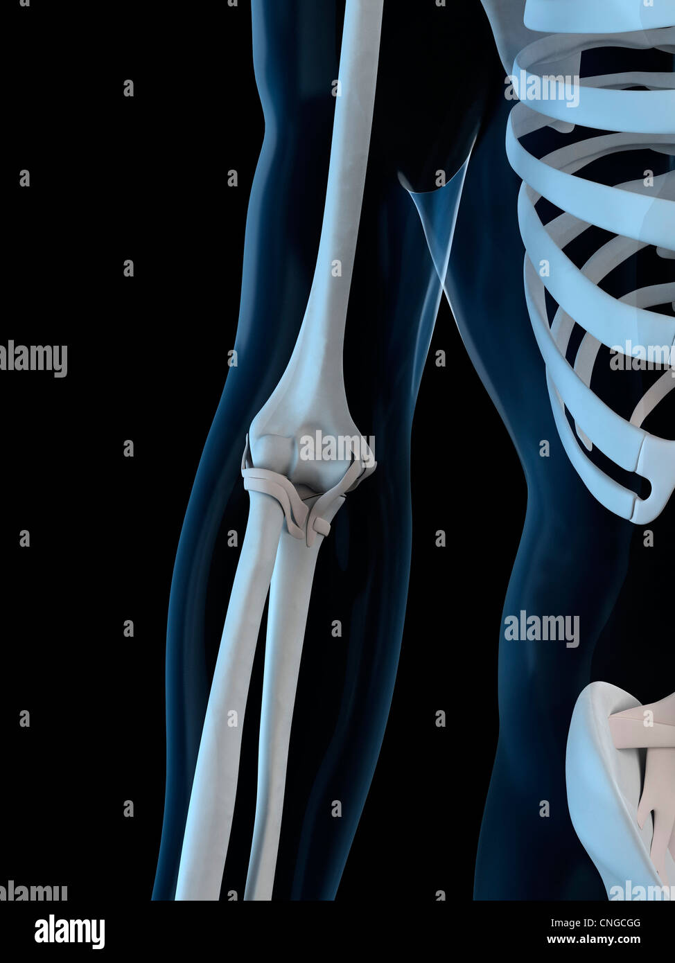 Coudes anatomie Banque de photographies et d’images à haute résolution ...