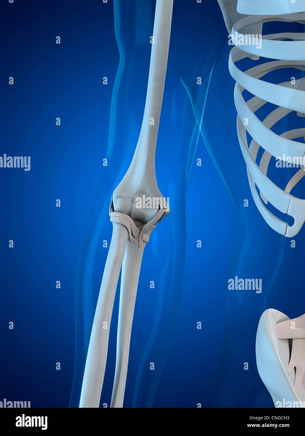 Coudes Anatomie Banque d'image et photos - Alamy