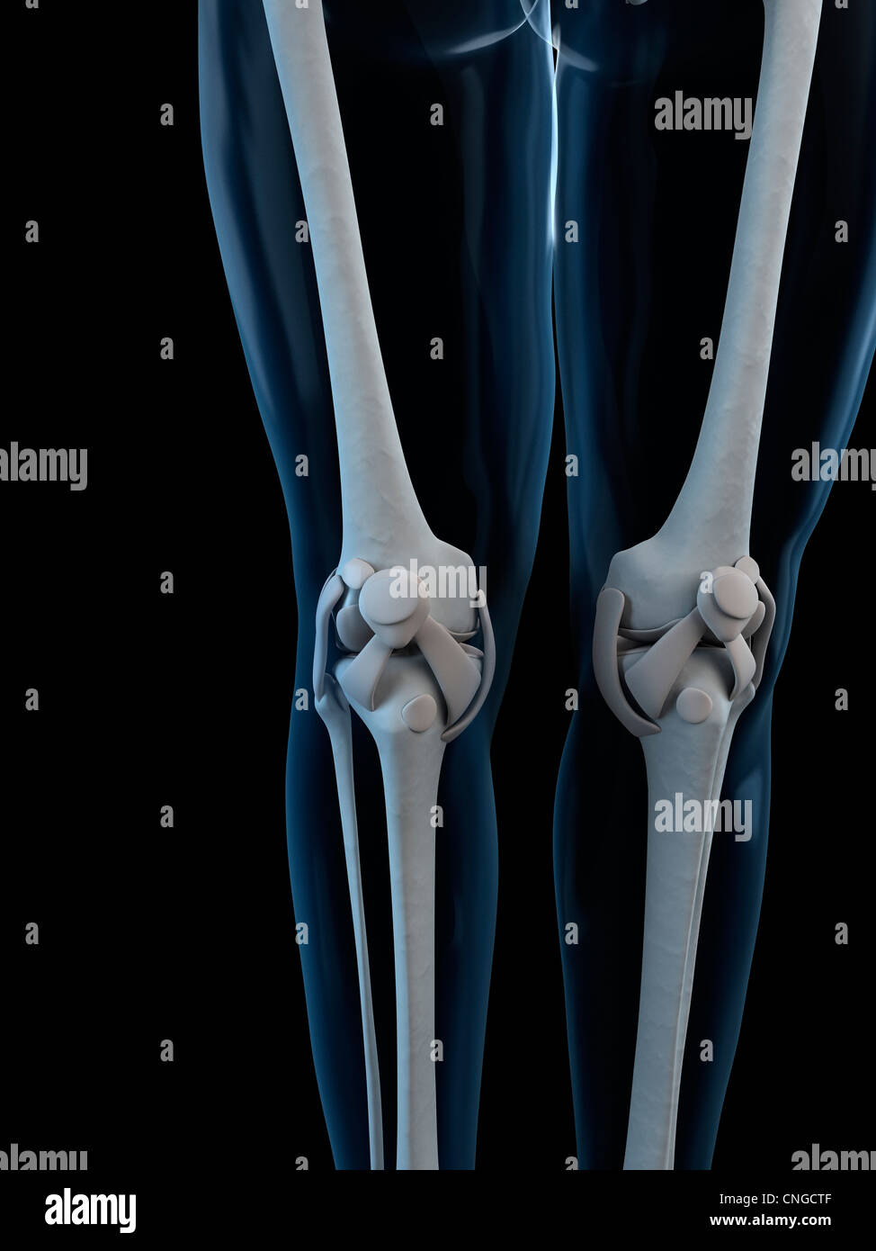 Illustrations de l'anatomie du genou Photo Stock - Alamy