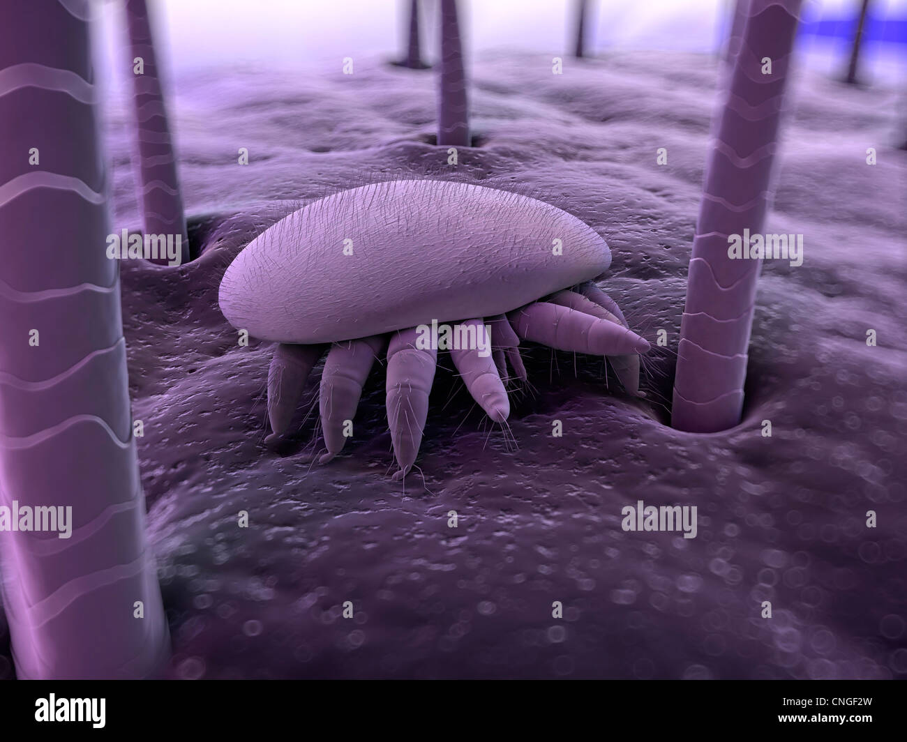 Acarien des abeilles Banque de photographies et d’images à haute ...